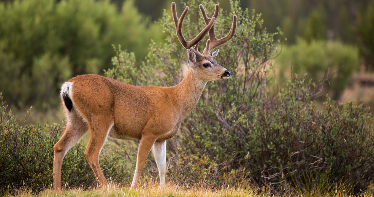 New study will help Arizona map mule deer migration patterns // GOHUNT ...