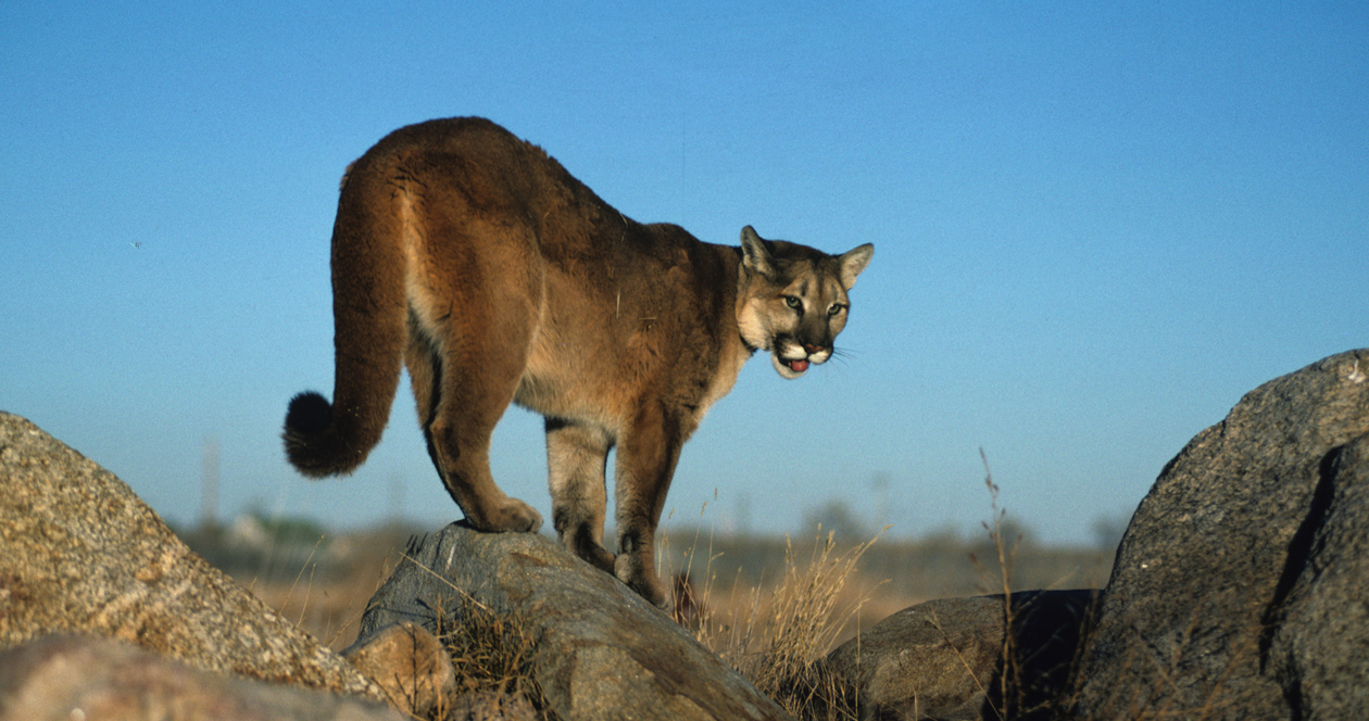 More mountain lion permits for 2018? // GOHUNT. The Hunting Company