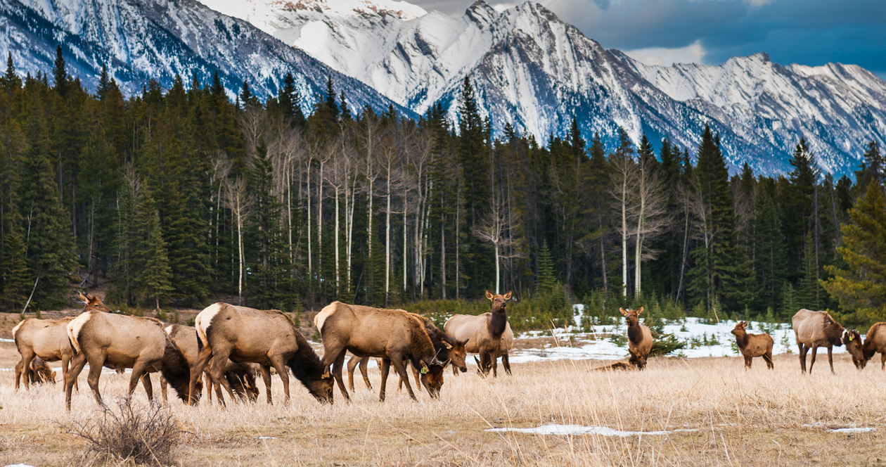 Annual Grand Teton elk hunt underway // GOHUNT. The Hunting Company