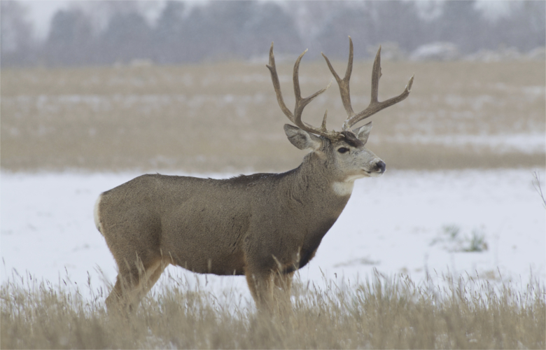 CWD confirmed in deer west of continental divide // GOHUNT. The Hunting ...