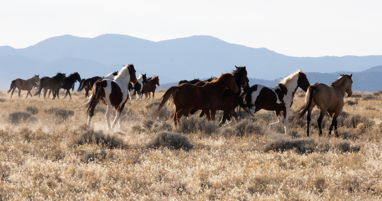 Wild horse round-up begins Oct. 7 in Wyoming // GOHUNT. The Hunting Company