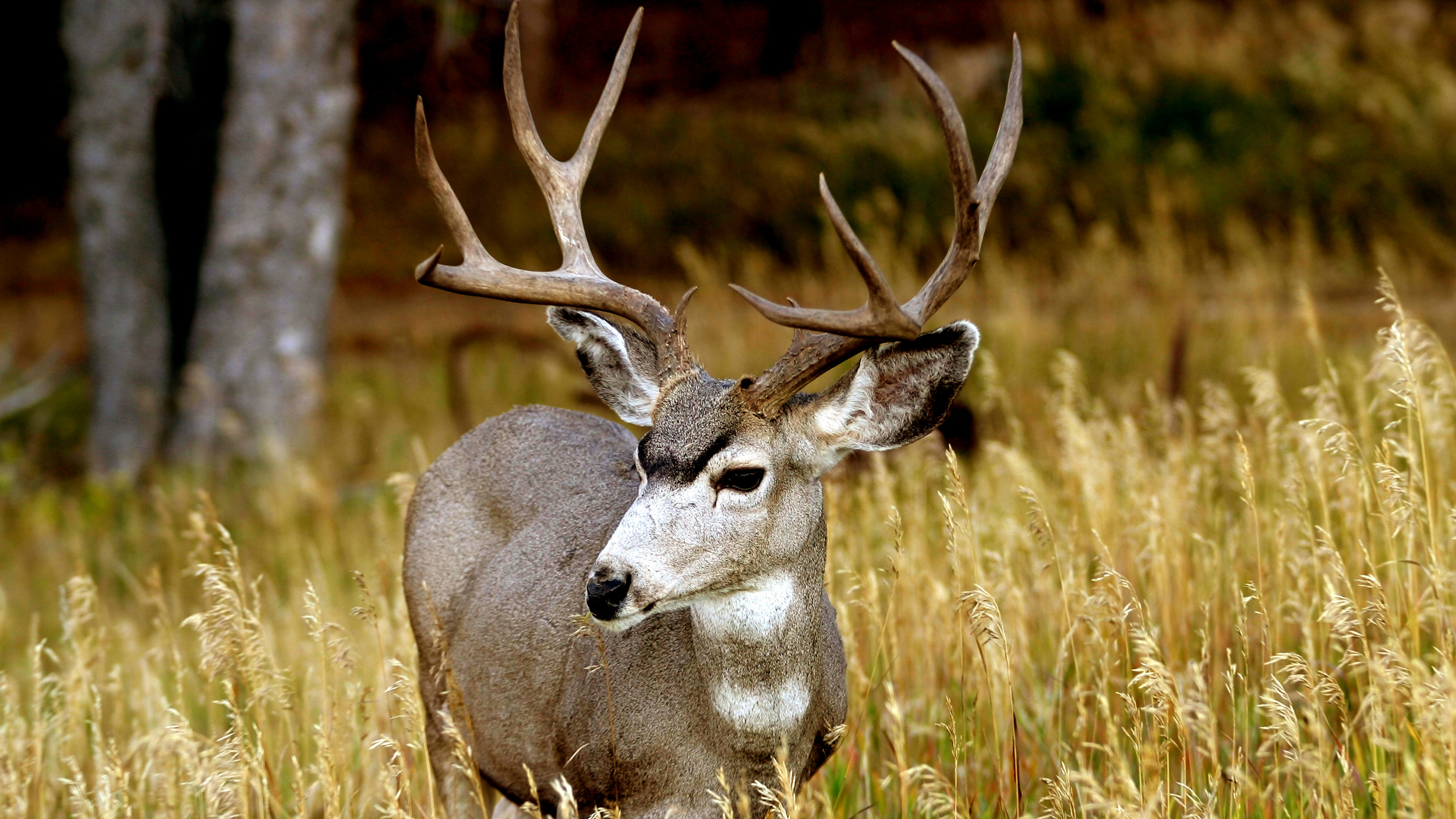 Wyoming is seeking approval to identify the Upper Wind River mule deer ...