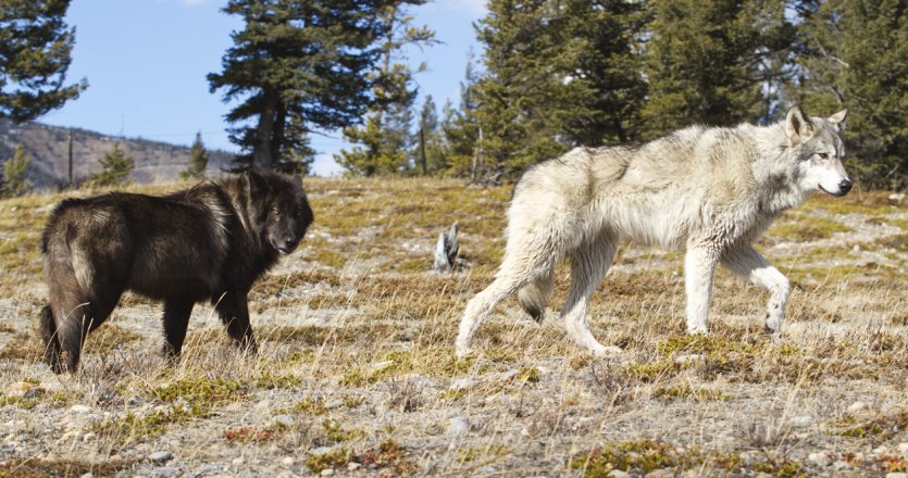 Could wolf scat become a public health crisis? // GOHUNT. The Hunting ...