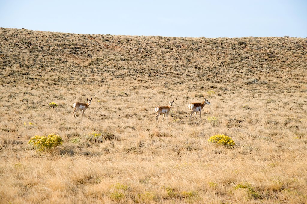 Wyoming Area 87 - Ferris Unit Profile // GOHUNT. The Hunting Company