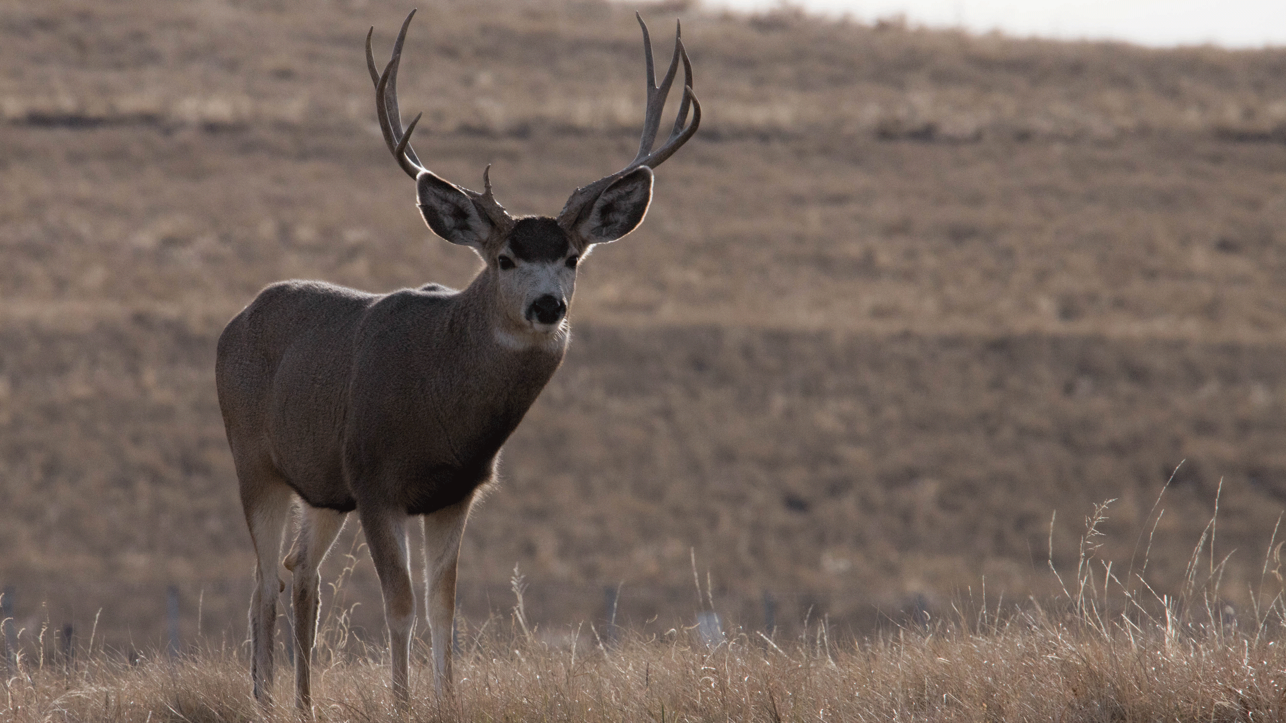 IDFG releases mule deer composition survey data for southwest Idaho ...