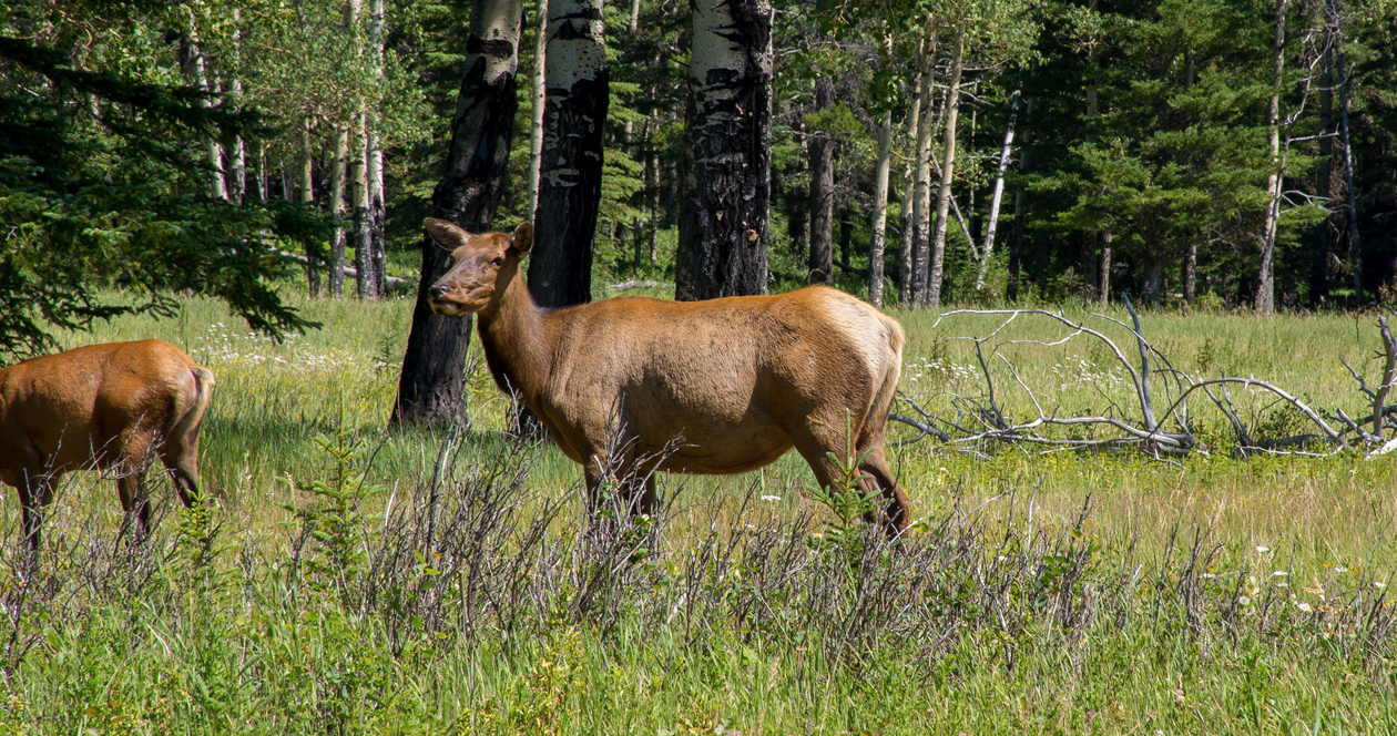 Washington asks hunters to help with elk hoof disease // GOHUNT. The ...
