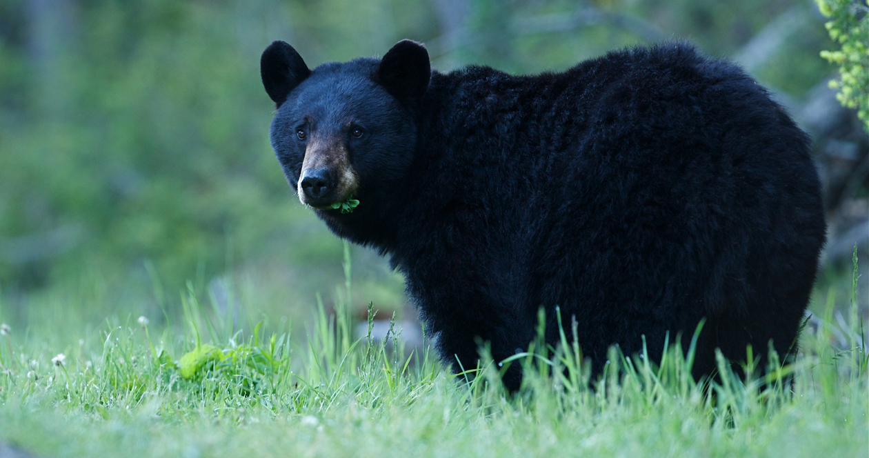 Black bears return to the Hawkeye State // GOHUNT. The Hunting Company