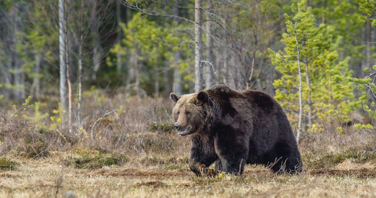Biologists trap and collar grizzlies for required monitoring // GOHUNT ...