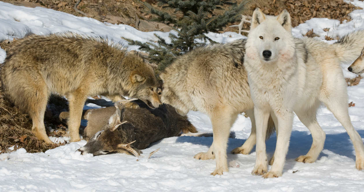 Idaho sets new wolf seasons and expands methods of take // GOHUNT. The ...