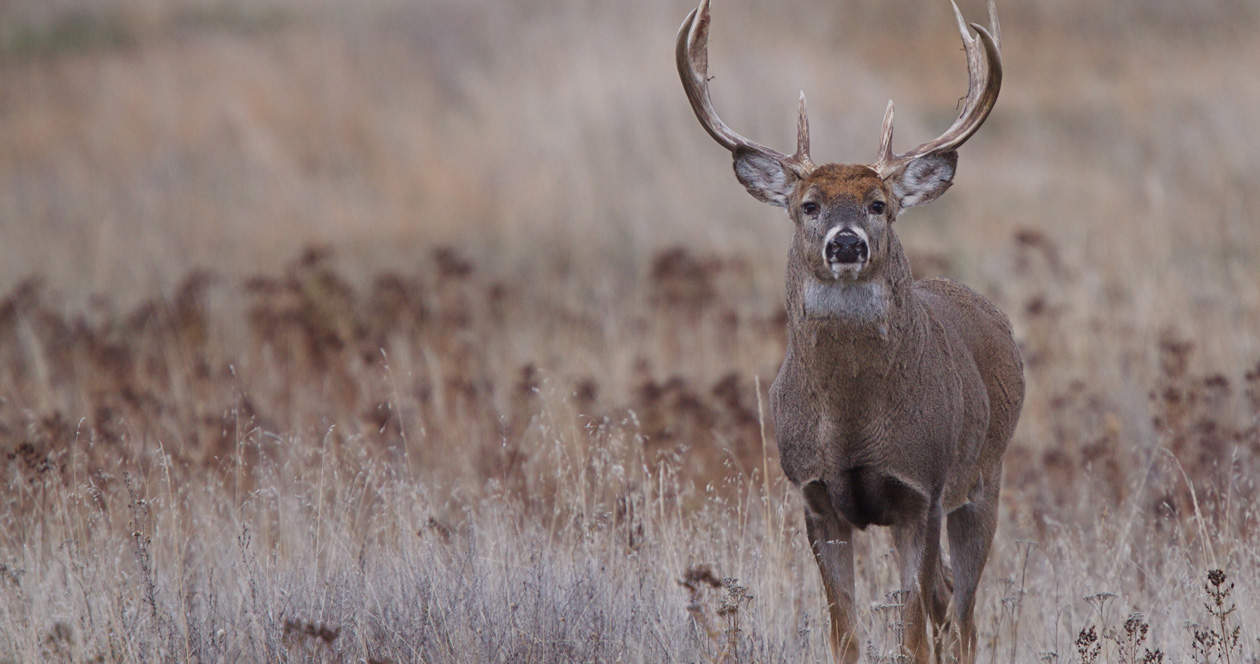 Sunday hunting stalls in Pennsylvania House // GOHUNT. The Hunting Company
