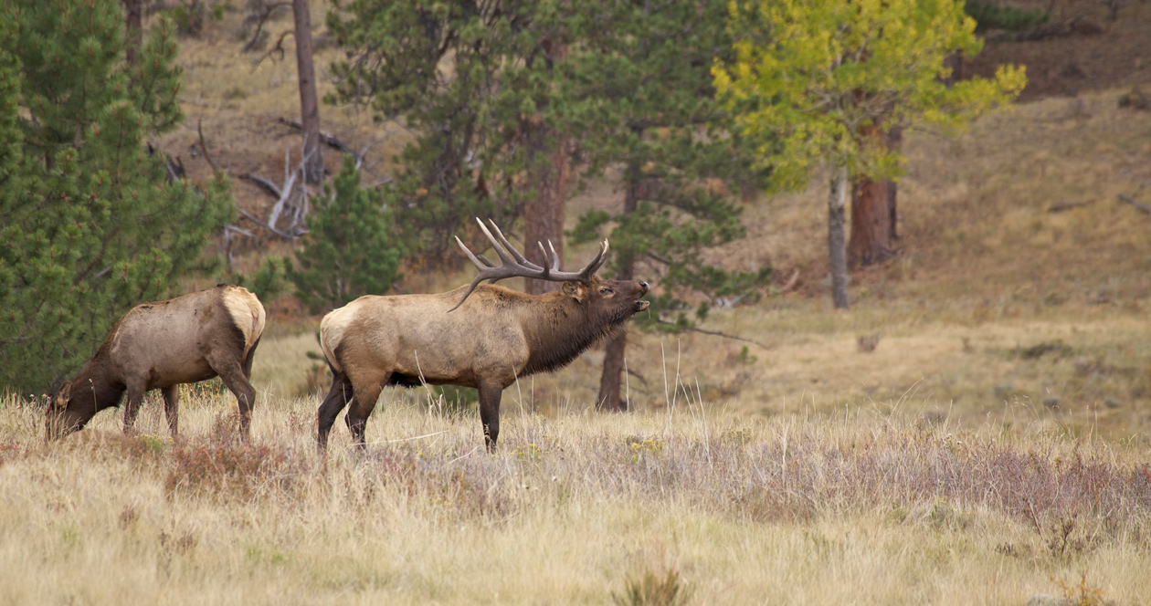 Idaho man guilty of poaching multiple bull elk // GOHUNT. The Hunting Company