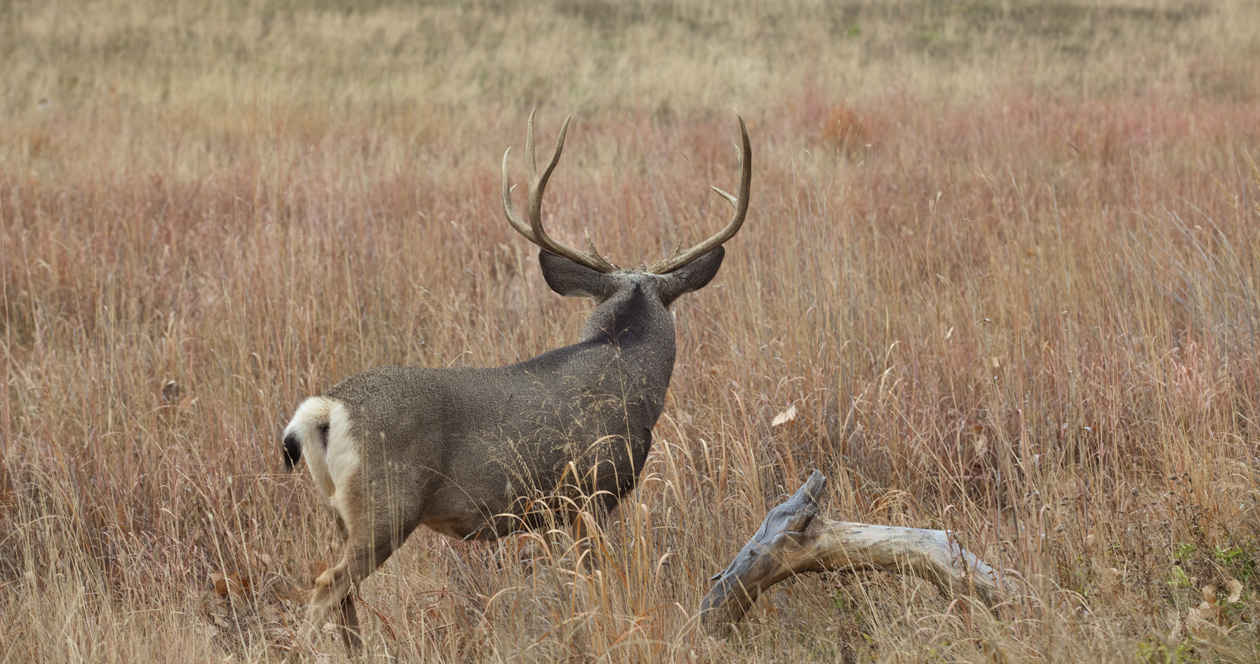 Montana urban deer cull an average success // GOHUNT. The Hunting Company