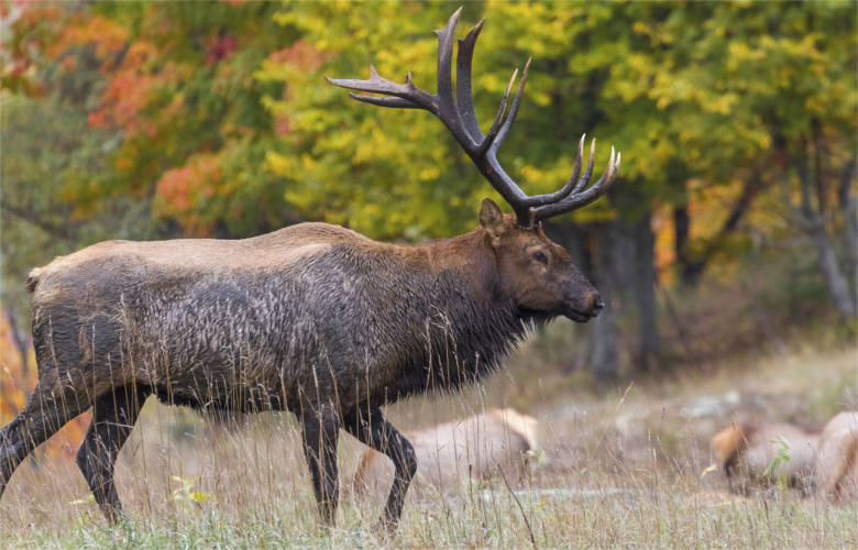 Montana proposes electronic hunting tags // GOHUNT. The Hunting Company
