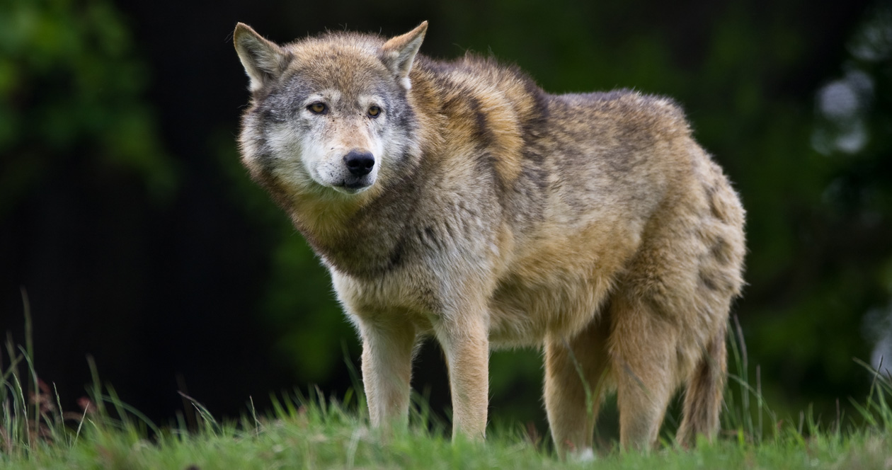 New rules for Washington wolves // GOHUNT. The Hunting Company