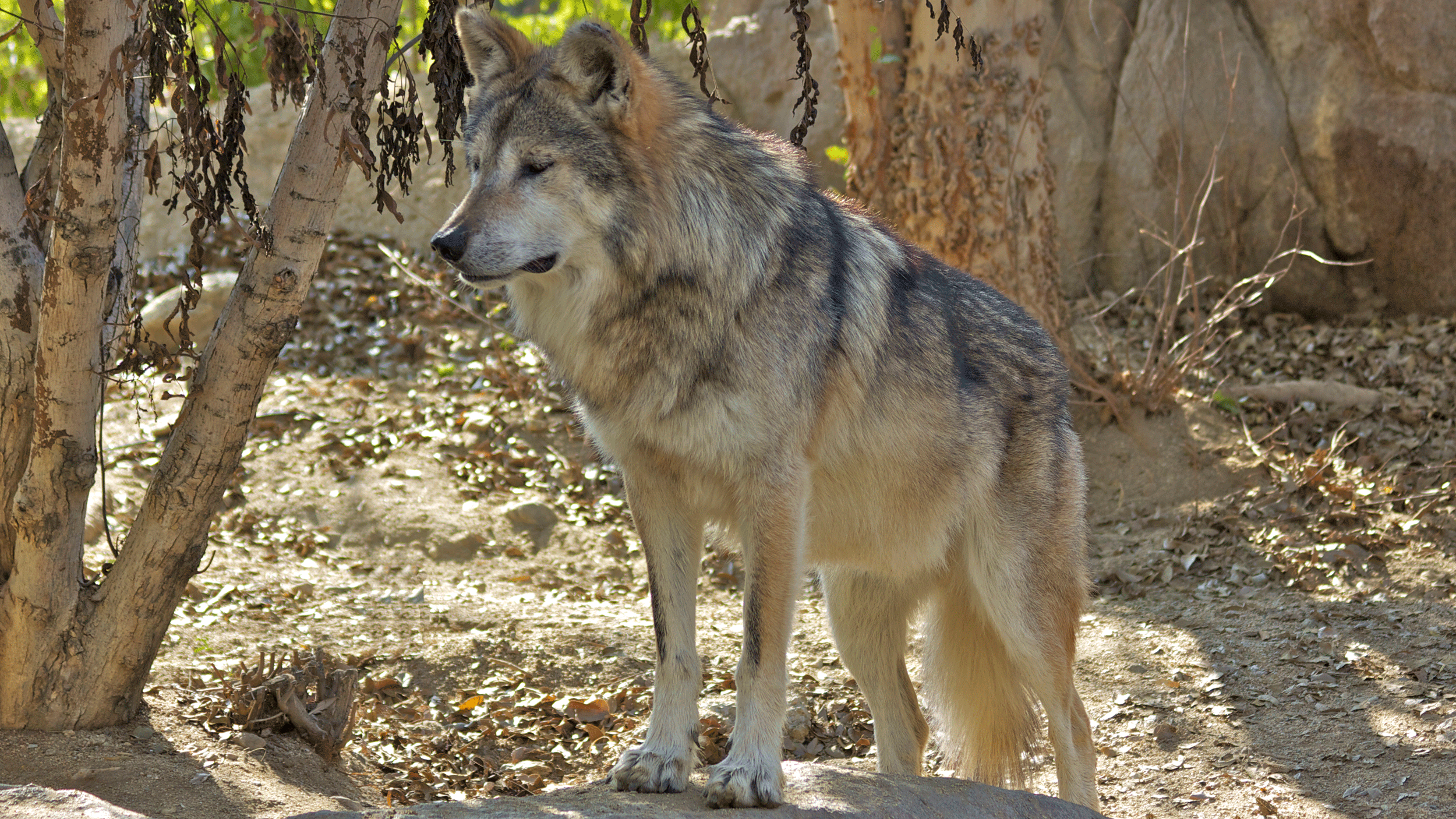 CDFW collars 12 more wolves in northern California // GOHUNT. The ...