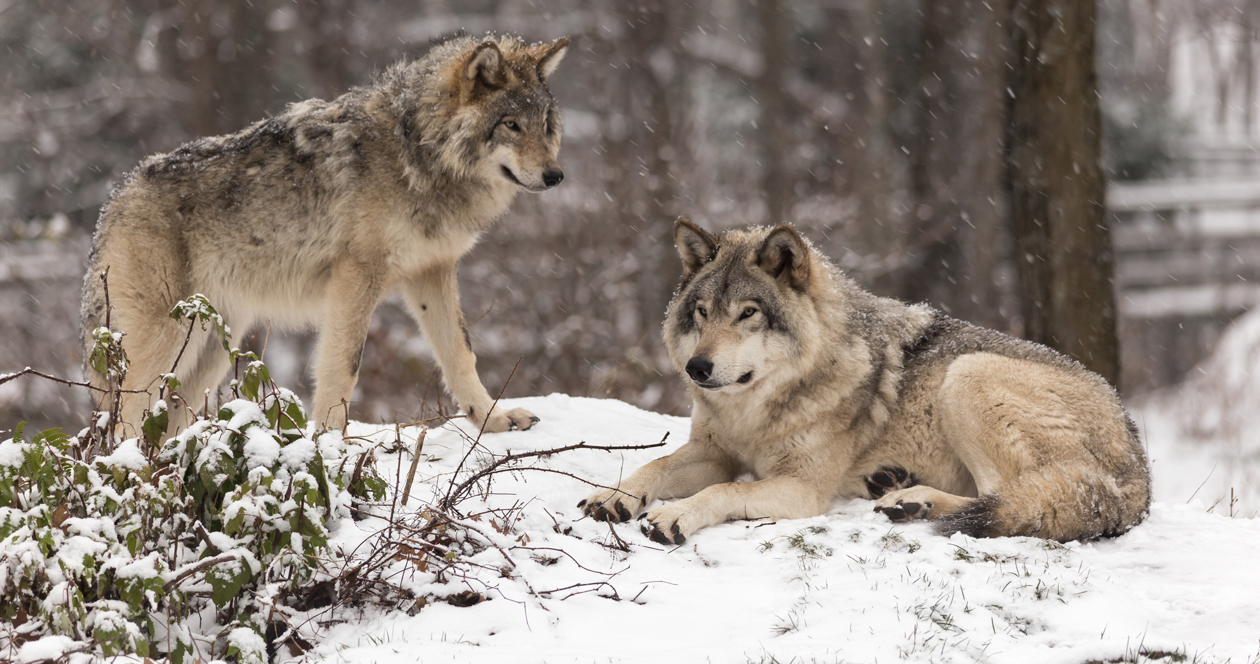 Spotted Wolves