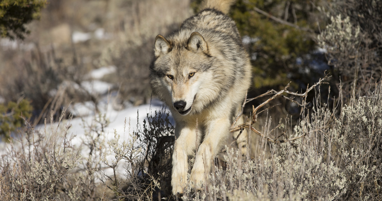 Mummified wolf pup discovered in Canadian permafrost // GOHUNT. The ...