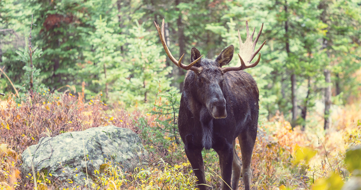 Gastropods are behind Minnesota moose decline // GOHUNT. The Hunting ...