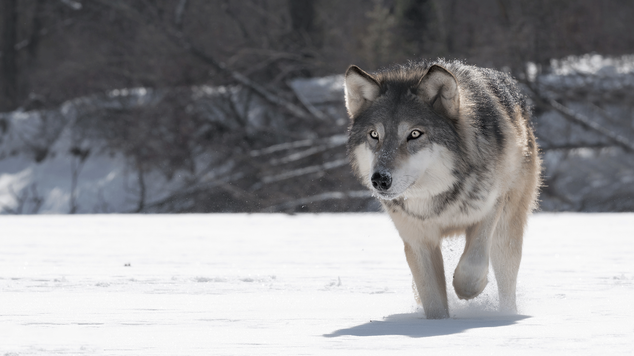 Colorado’s reintroduced wolves keep to northwestern part of the state ...