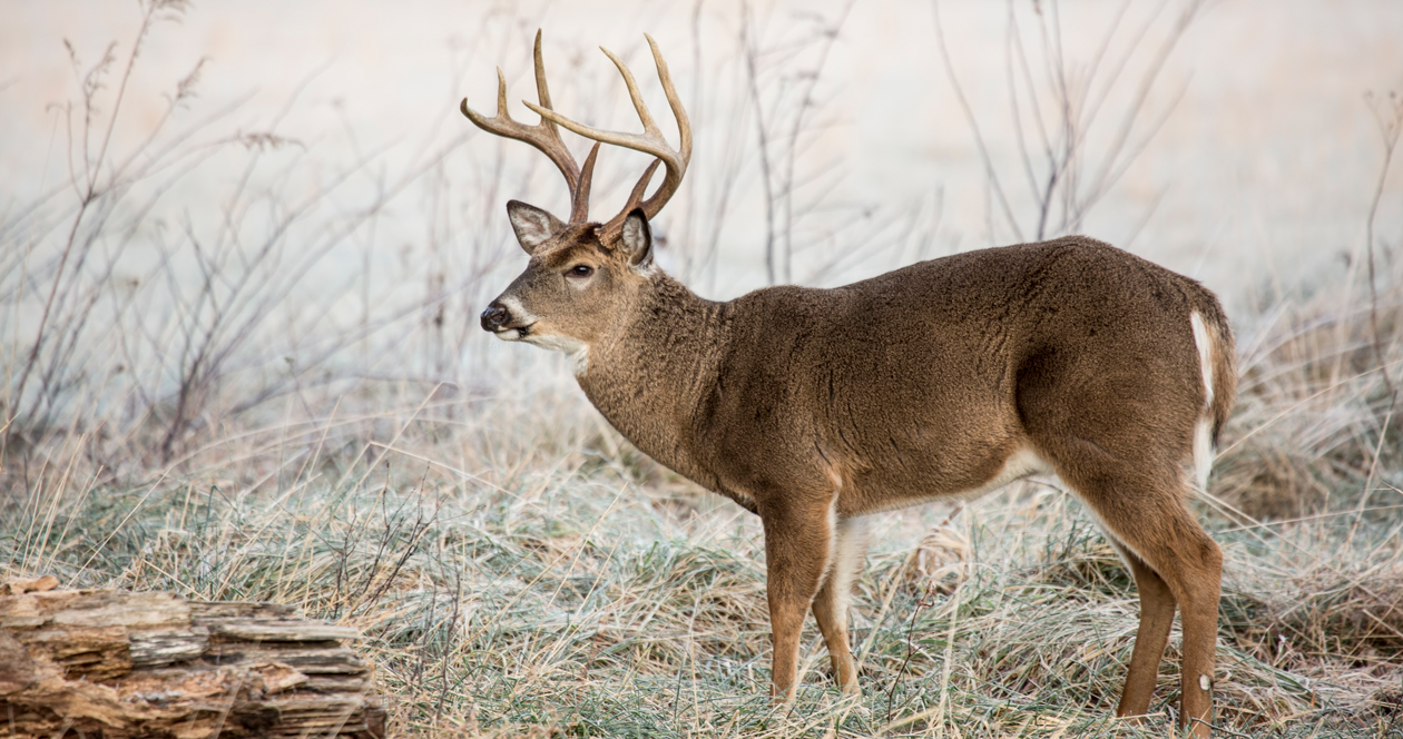 Michigan hunters donate all-time record amount of venison to the hungry ...