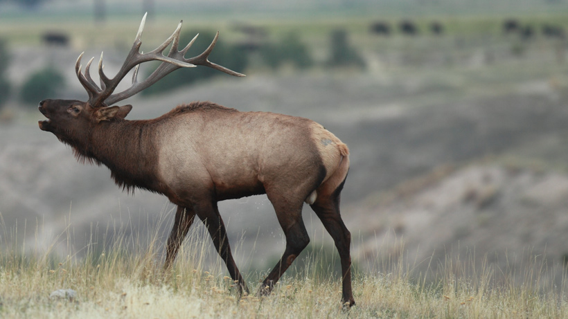 Oregon teen guilty of poaching elk and deer // GOHUNT. The Hunting Company