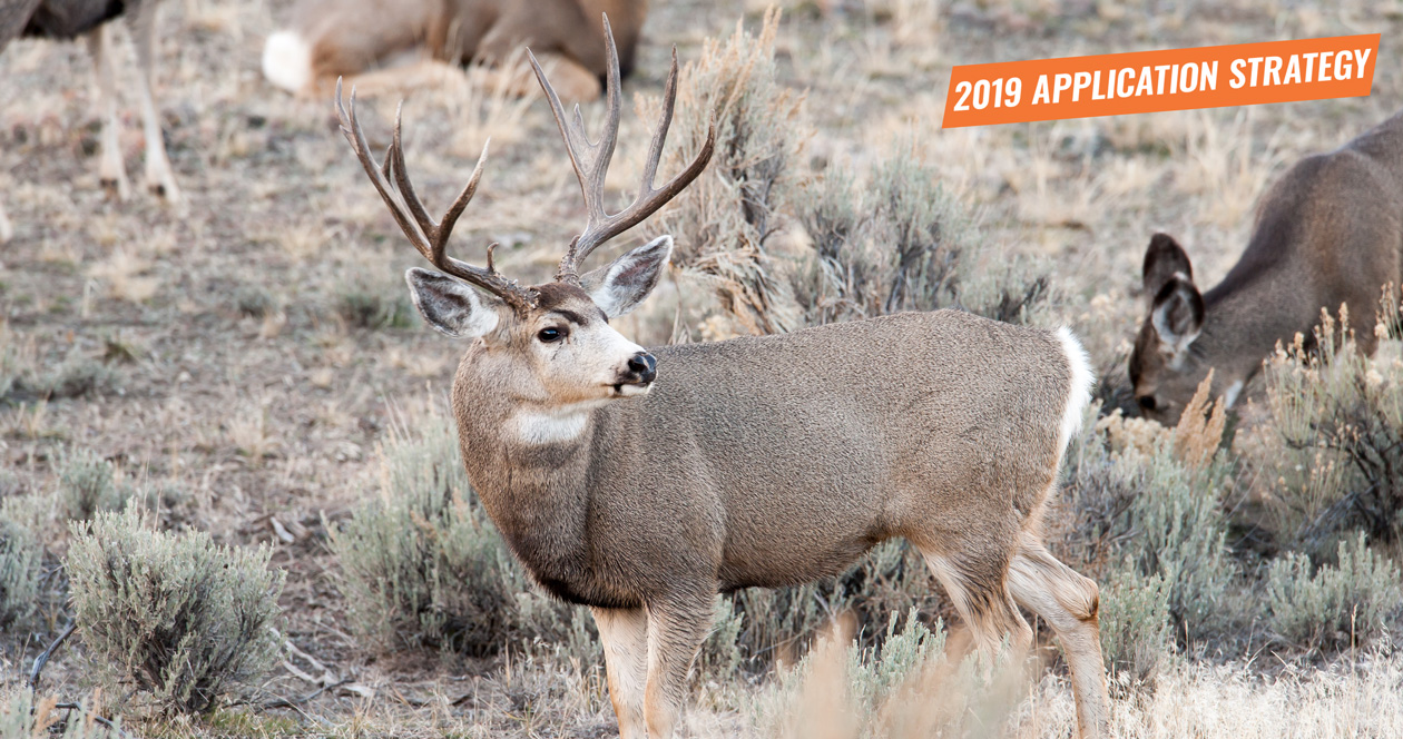 APPLICATION STRATEGY 2019: Idaho Deer // GOHUNT. The Hunting Company