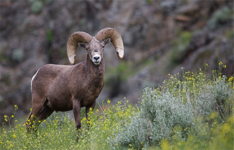 Idaho man poaches bighorn sheep // GOHUNT. The Hunting Company