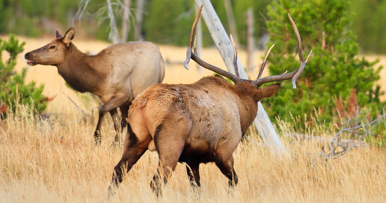 Two Wyoming men guilty of poaching elk and deer // GOHUNT. The Hunting ...