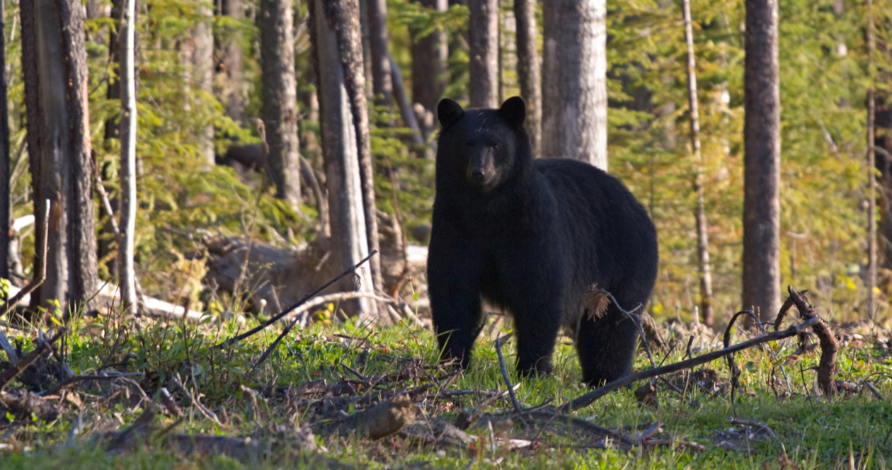 Waiting period no longer required after purchasing black bear hunting ...