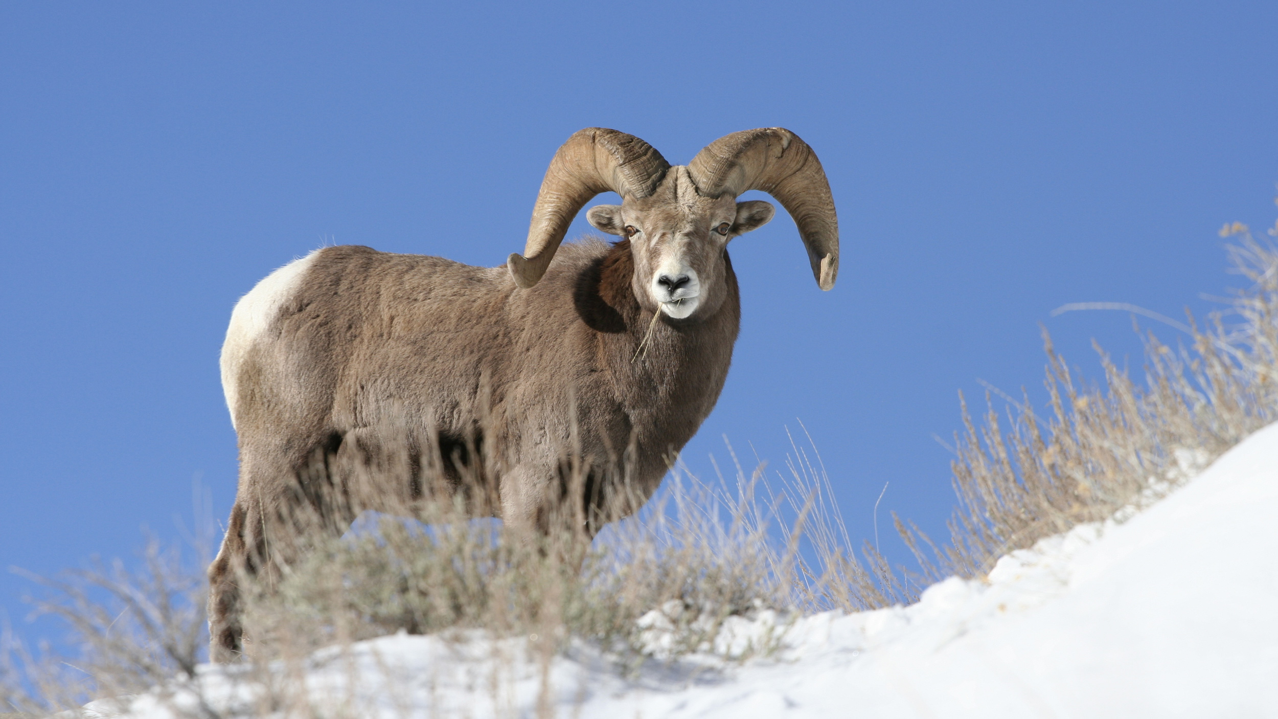 Application Strategy 2025: Idaho moose, bighorn sheep, and mountain ...
