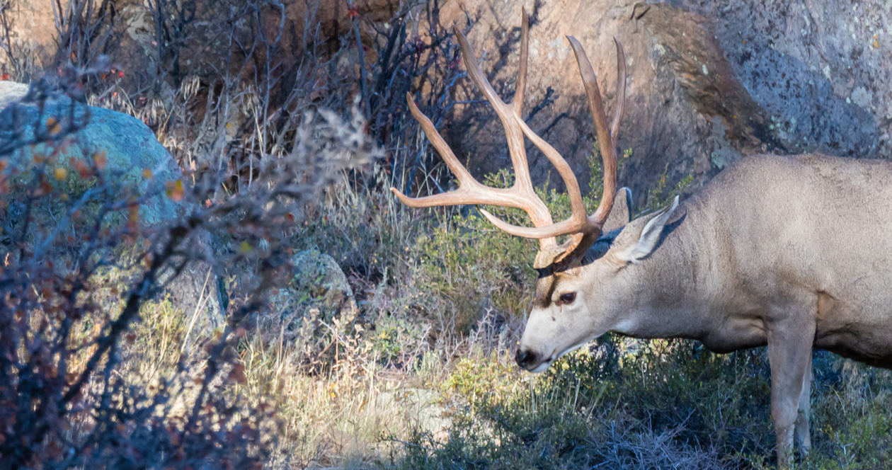 Florida men banned from hunting Colorado for life // GOHUNT. The Hunting Company