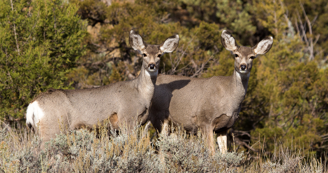 Colorado searches for those who partially wasted deer meat // GOHUNT ...