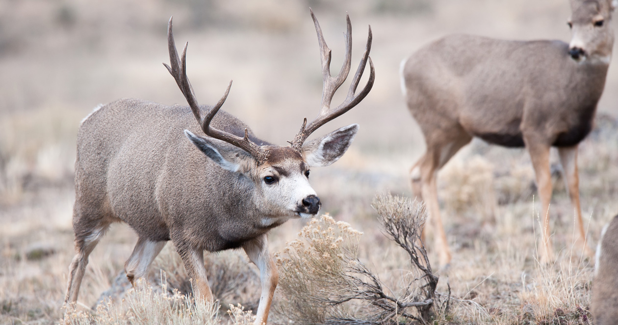 Arizona man charged with poaching mule deer // GOHUNT. The Hunting Company