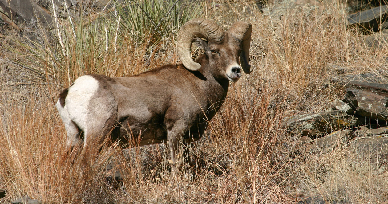 APPLICATION STRATEGY 2017: Oregon Sheep, Goat, Antelope // GOHUNT. The Hunting Company