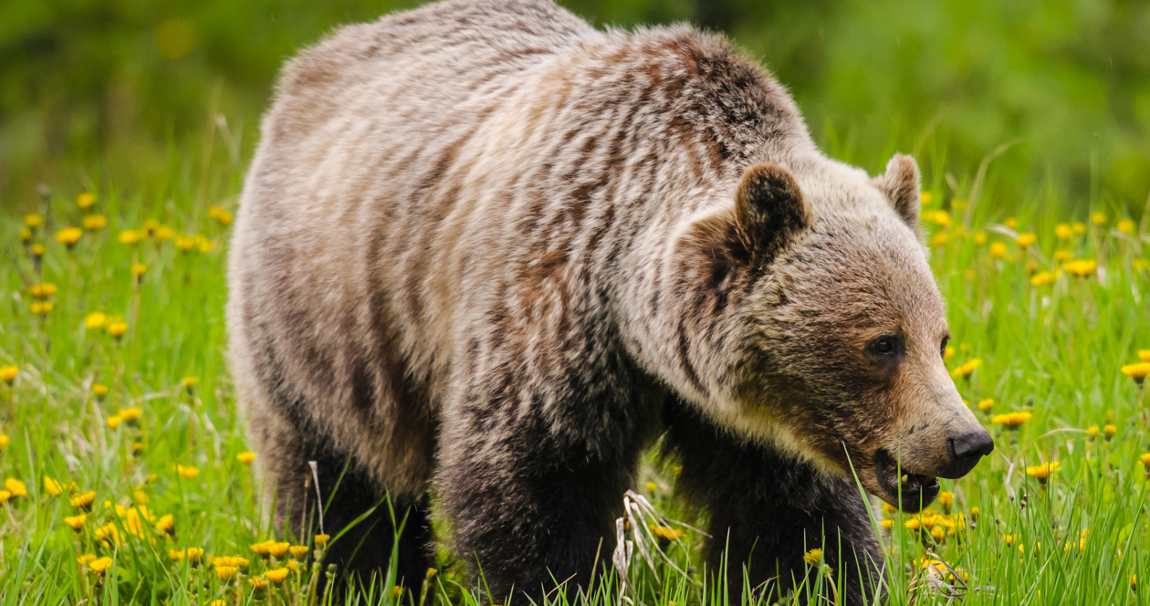 Idaho considers grizzly bear hunt // GOHUNT. The Hunting Company