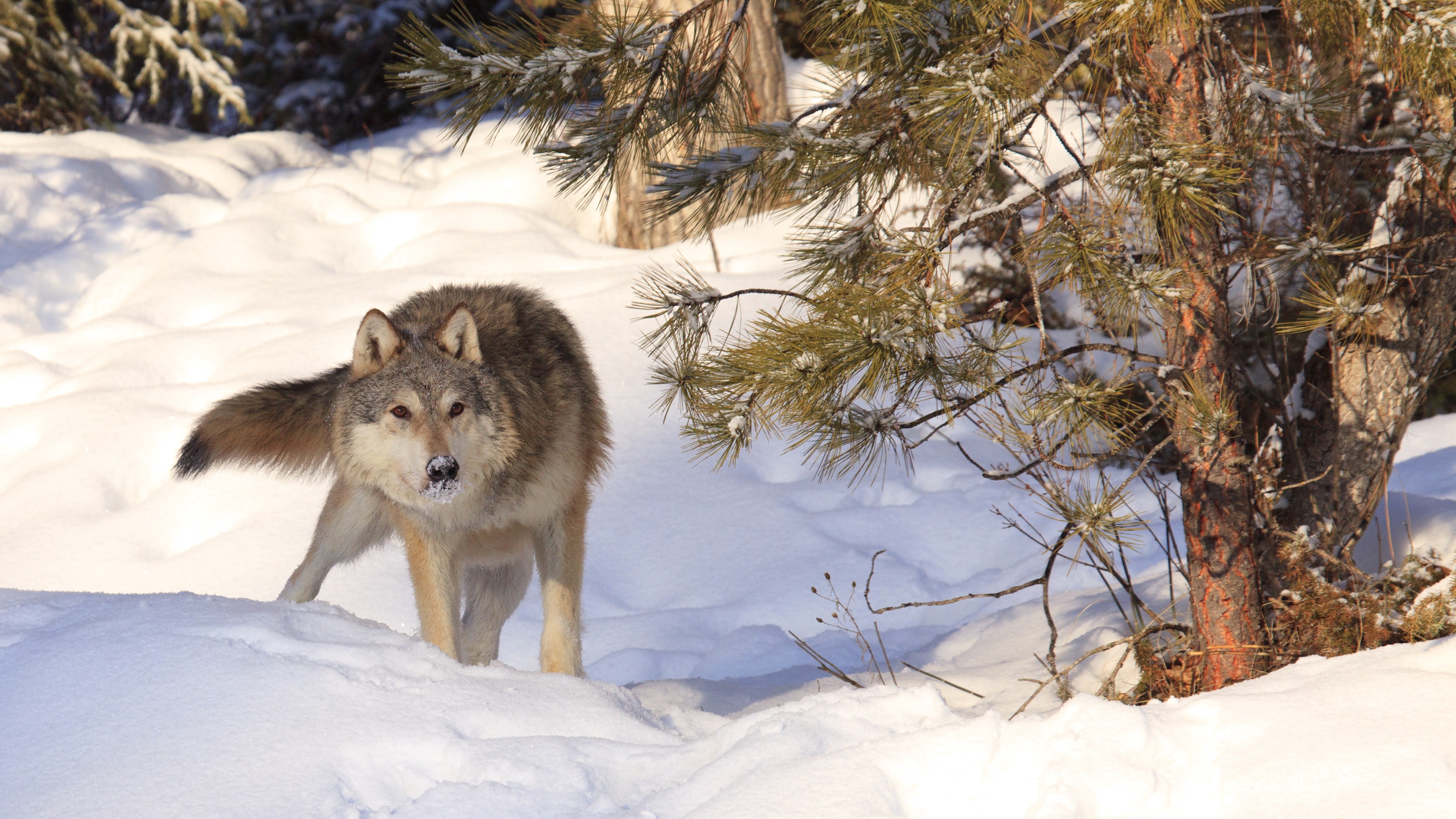 First wolf spotted in San Juan Mountains of Colorado // GOHUNT. The ...