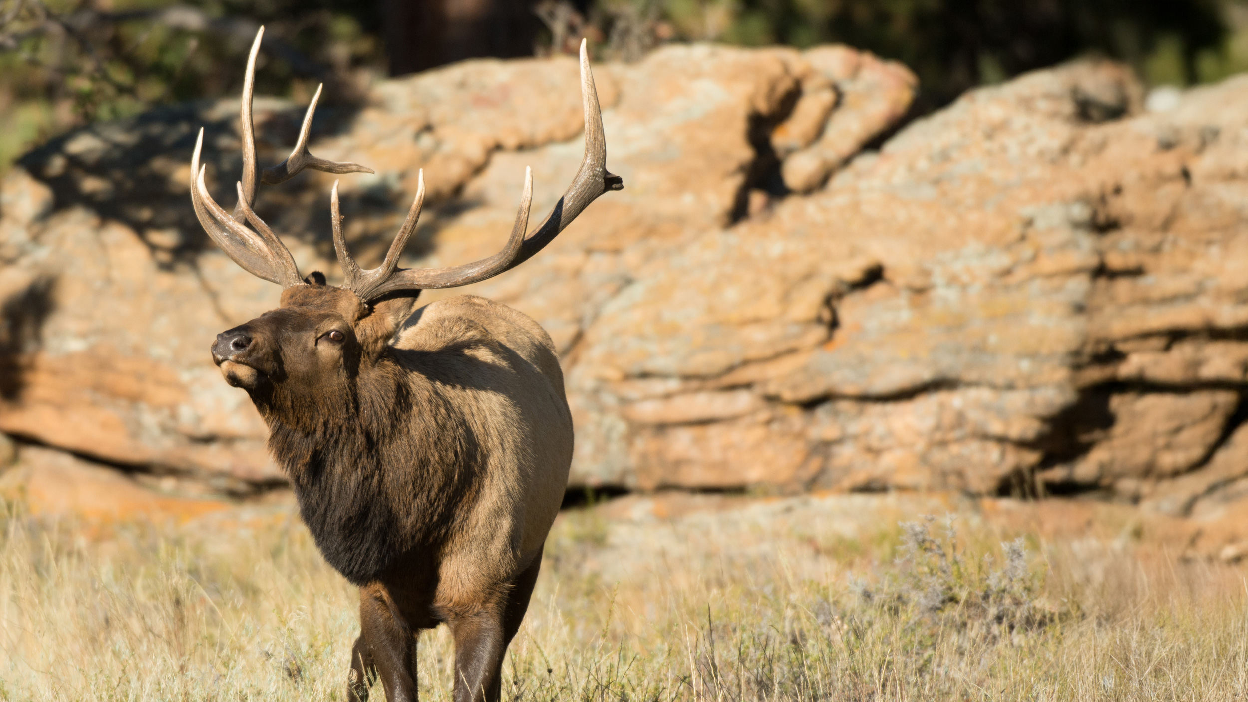 Application Strategy 2025: Colorado elk and antelope draw strategies ...