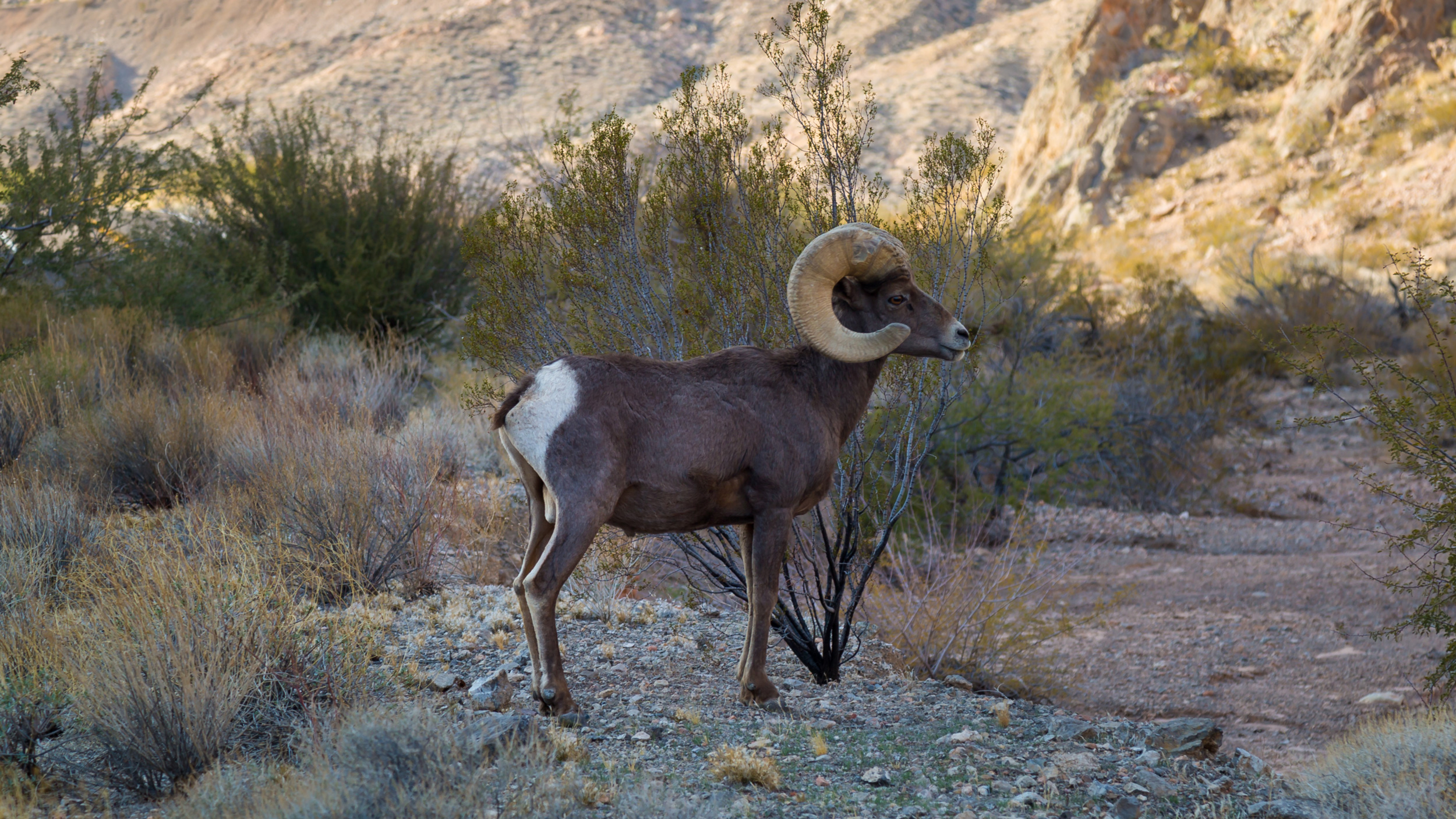 Application Strategy 2025: Nevada bighorn sheep, mountain goat, and ...