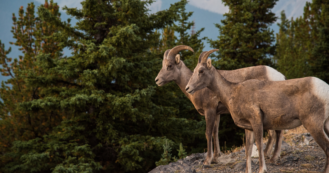 Colorado plans prescribed burn for East Vail // GOHUNT. The Hunting Company