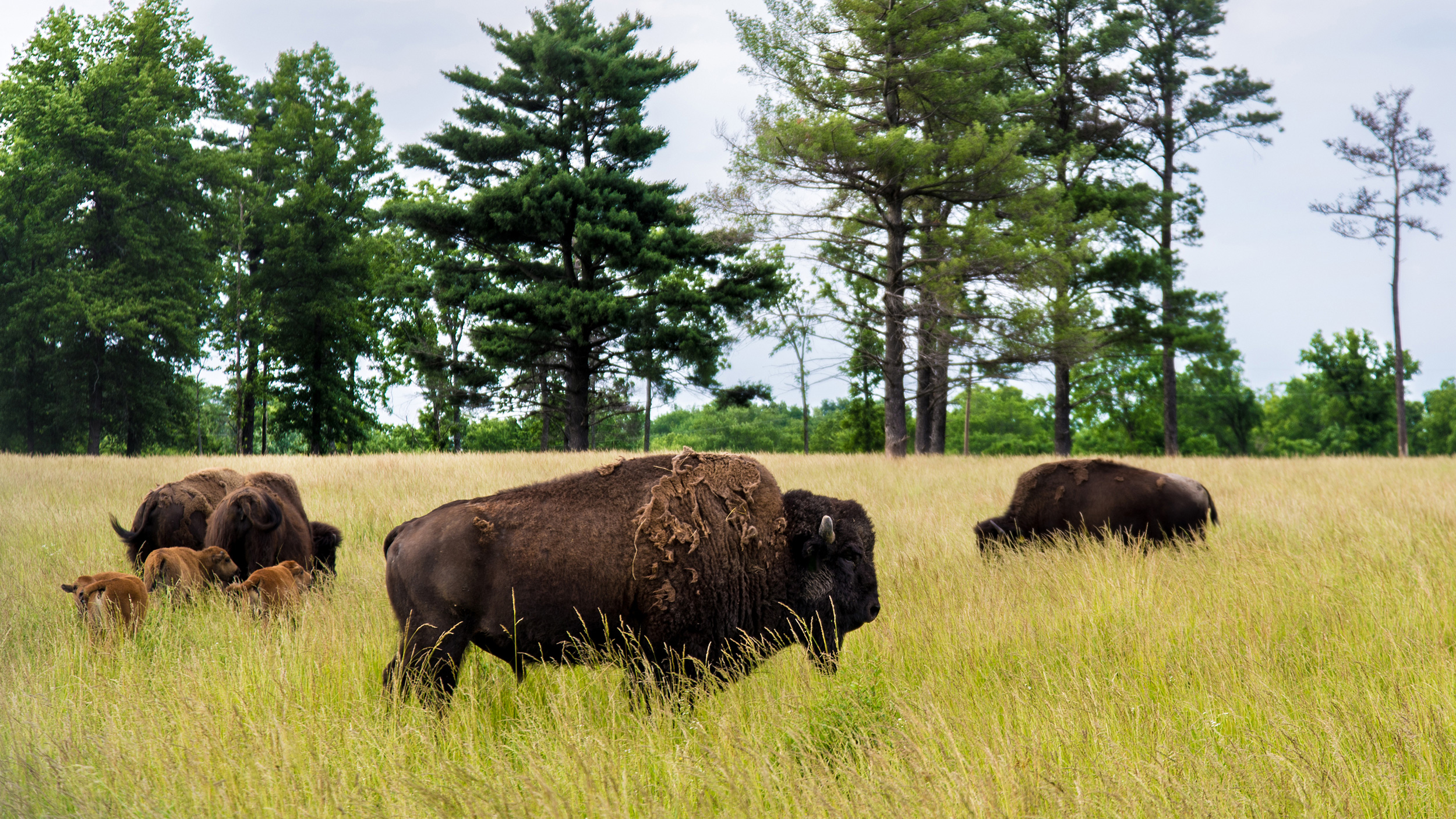 Alaska cuts bison tags after massive Delta herd die-off due to drowning ...