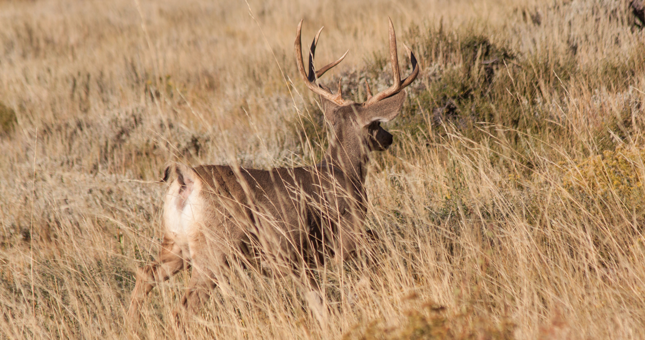 CWD confirmed in Texas county // GOHUNT. The Hunting Company
