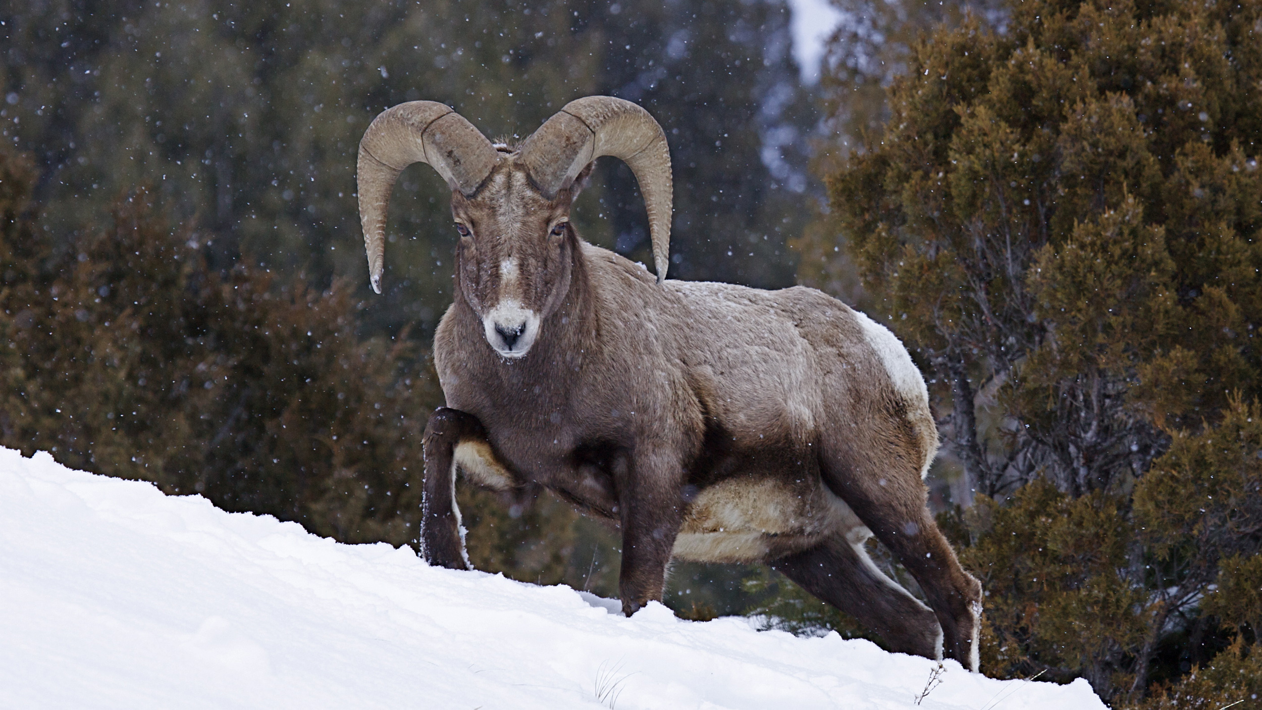 Application Strategy 2024: Wyoming bighorn sheep, moose, mountain goat ...