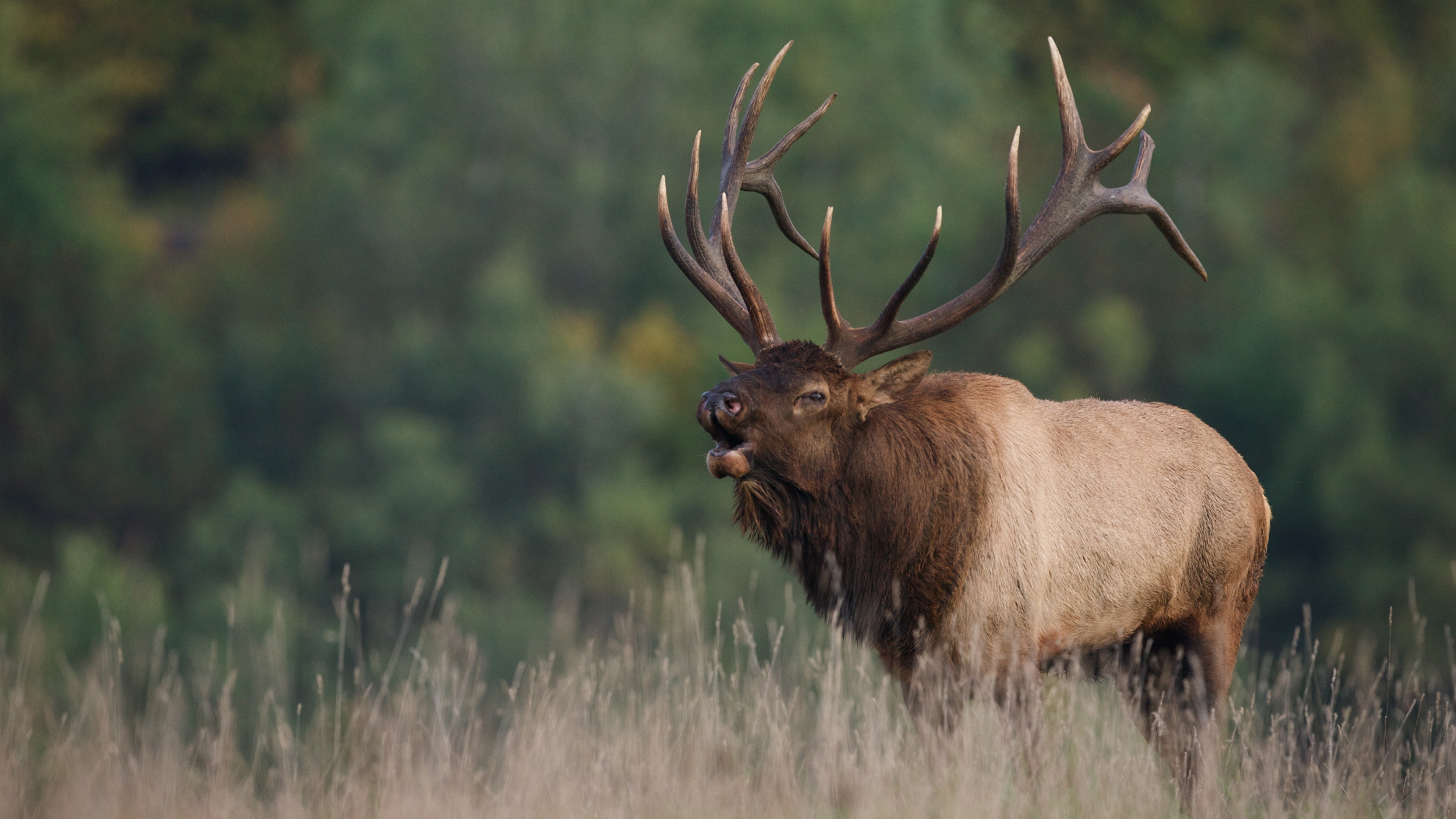 Application Strategy 2025: Arizona elk and antelope tag draw tips, strategies and tactics ...