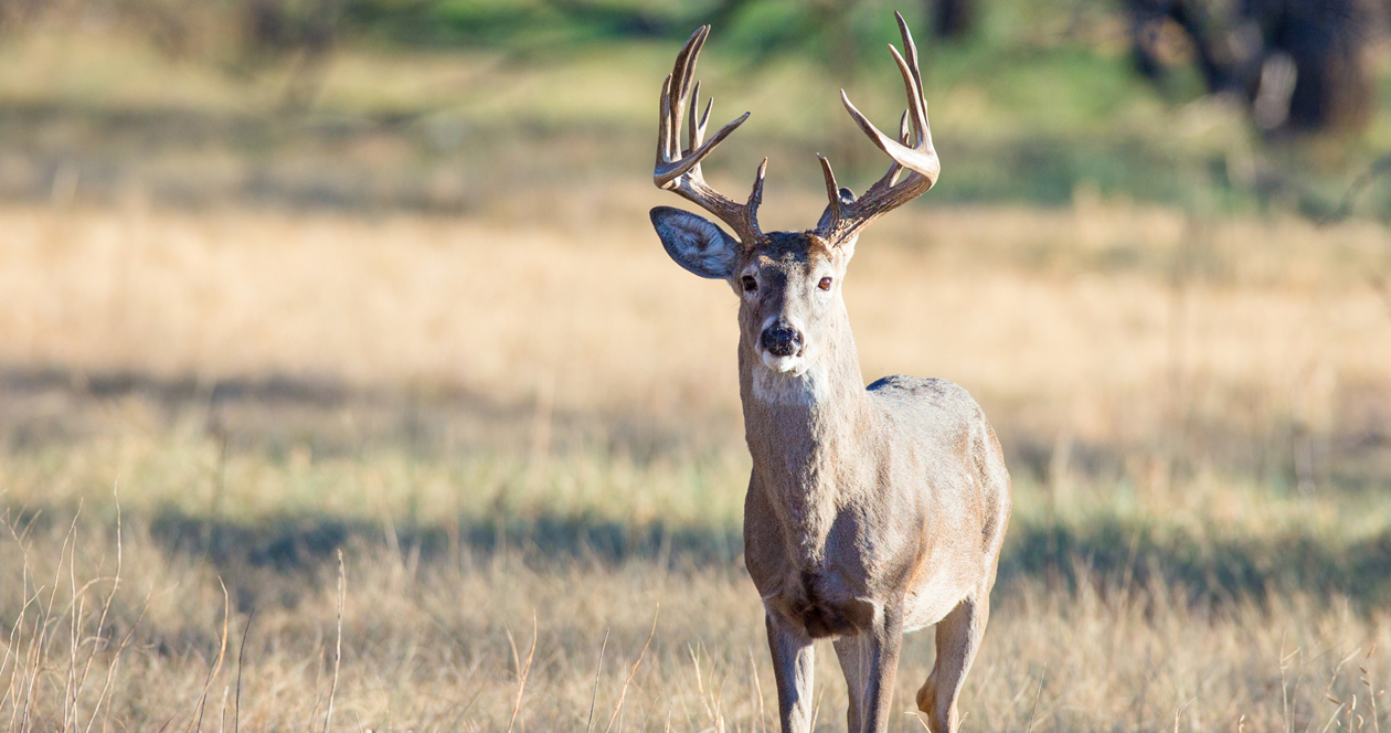 Social media leads Texas game wardens to a poacher // GOHUNT. The ...