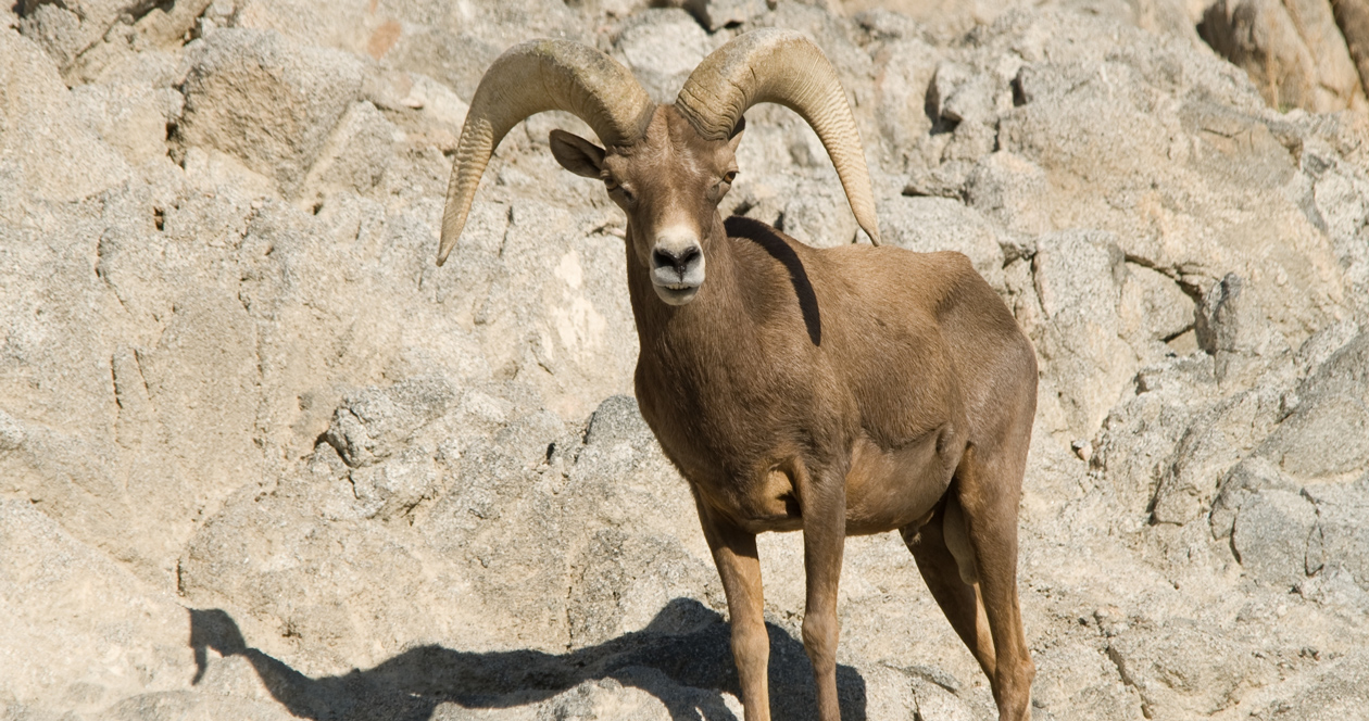 APPLICATION STRATEGY 2017: Arizona Deer, Sheep and Bison // GOHUNT. The ...