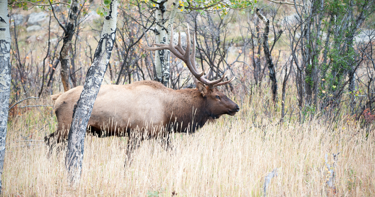 New 5-day waiting period for Idaho residents to purchase capped elk ...