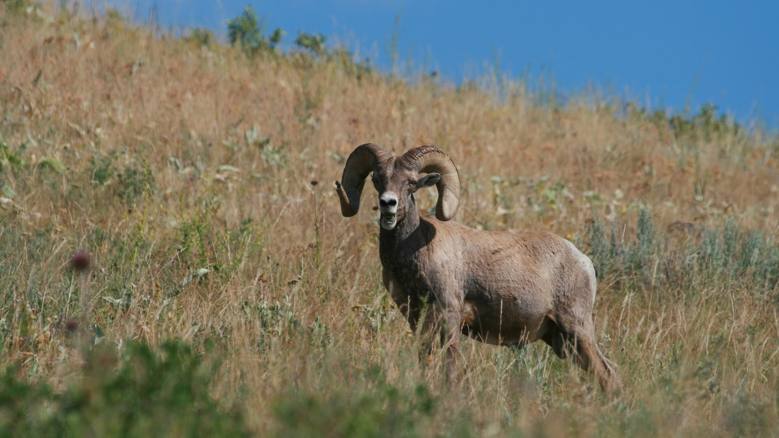 Application Strategy 2024: Oregon bighorn sheep and mountain goat ...