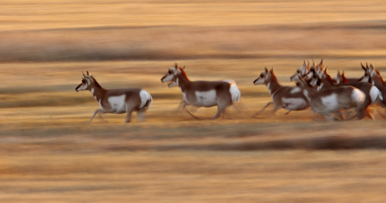 Nevada puts migration conservation front and center // GOHUNT. The ...