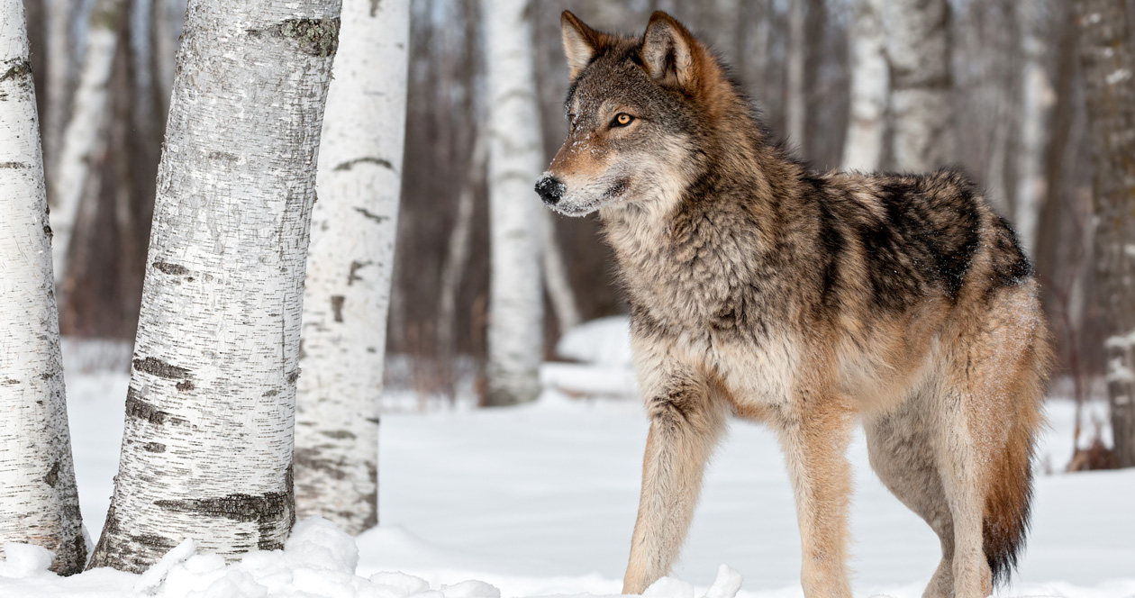 Predation changes in the West // GOHUNT. The Hunting Company