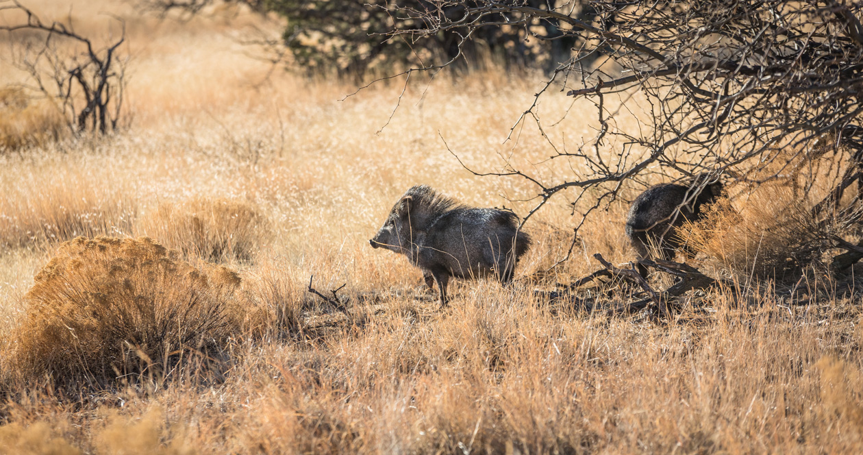 New Mexico turkey and javelina research now live on Insider! // GOHUNT ...